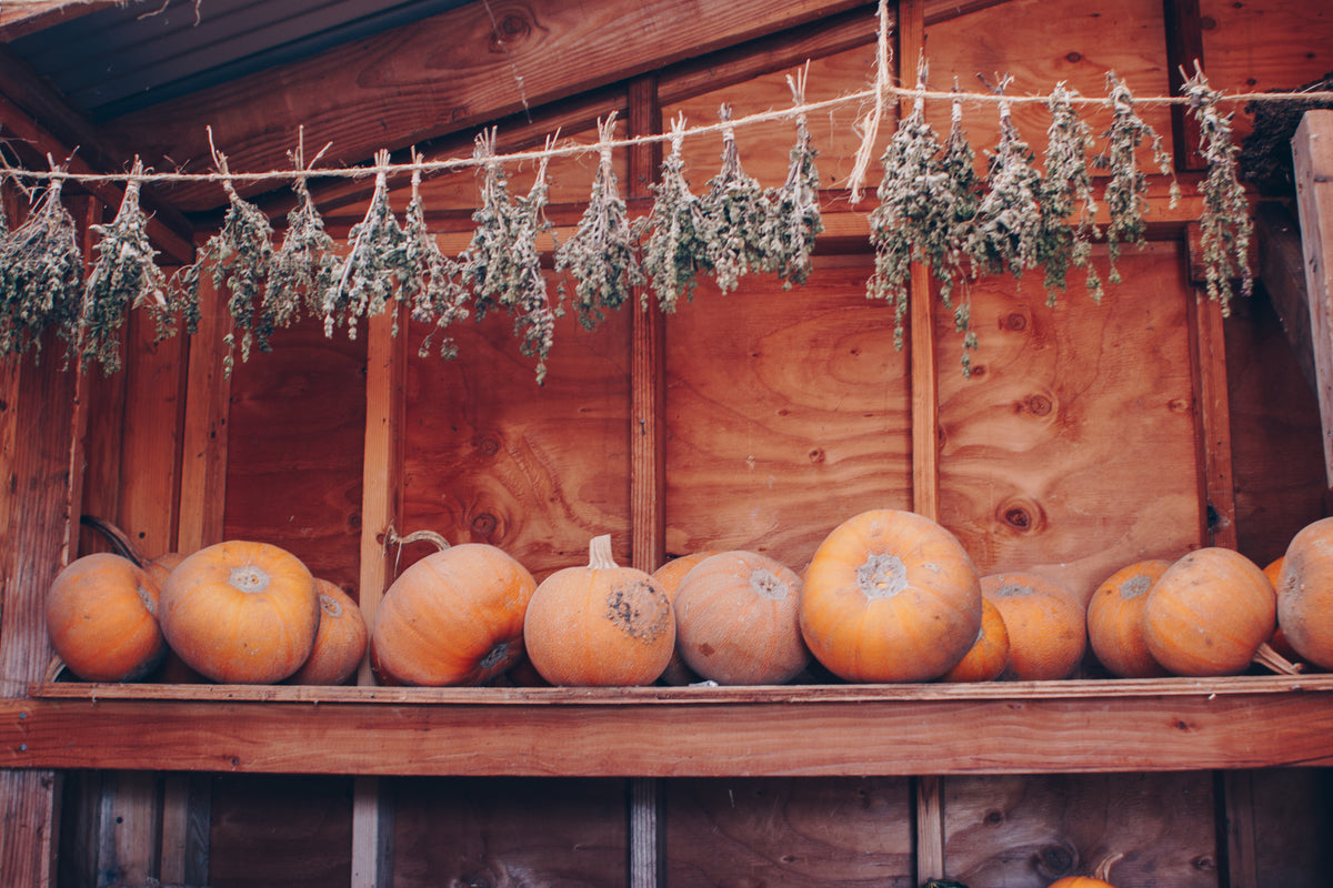 Shop 2025 CSA Fall/ Winter Extension | Homeless Garden Project Store